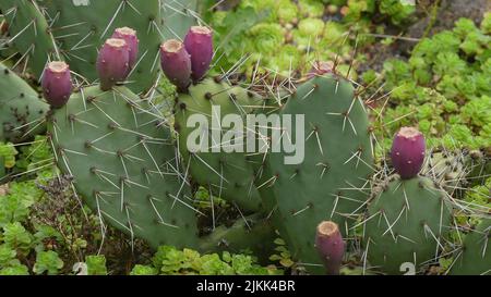 A closeup shot of a prickly pear cactus in Arizona, USA Stock Photo - Alamy