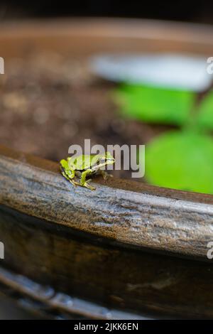 Selective focus shot of a frog on the ground Stock Photo - Alamy
