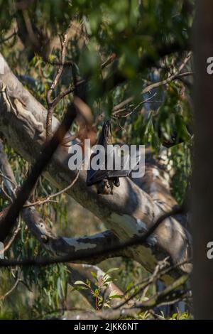 A fruit bat grappling on tree branch Stock Photo - Alamy