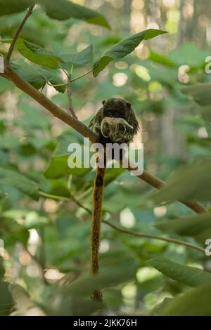 Emperor tamarin sitting on a tree branch at the Como Park Zoo and ...