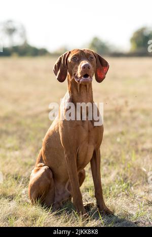 A selective focus shot of Hungarian vizsla in the field Stock Photo - Alamy