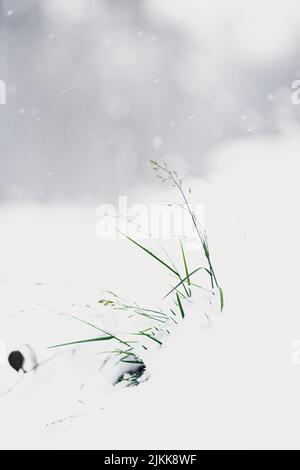 A vertical shot of a snow-covered field with spruces and a wooden home ...