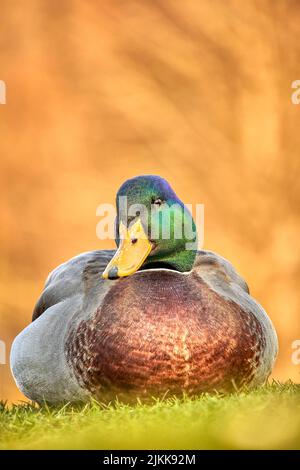 A vertical shot of a wild mallard duck standing on the grass on a sunny ...