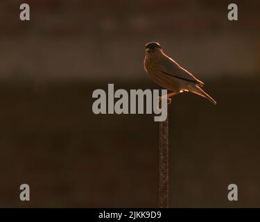 cute robin against isolated against a white background Stock Photo - Alamy