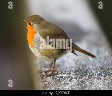A Shallow focus of a European robin bird standing on snow with a blurry ...