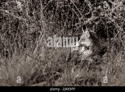A grayscale shallow focus of an Iberian fox in the field Stock Photo ...