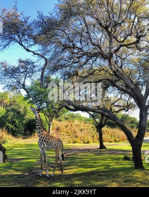 Vertical shot of a giraffe on a beautiful sunset background Stock Photo ...