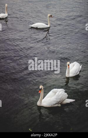 swans on a lake. Beautiful white swan with the family in swan lake ...
