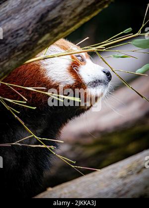 Red panda hiding Stock Photo - Alamy