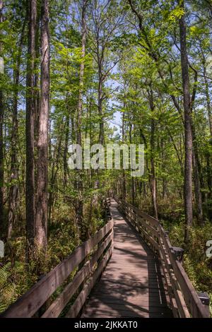 A vertical shot of a narrow pathway with trees Stock Photo - Alamy