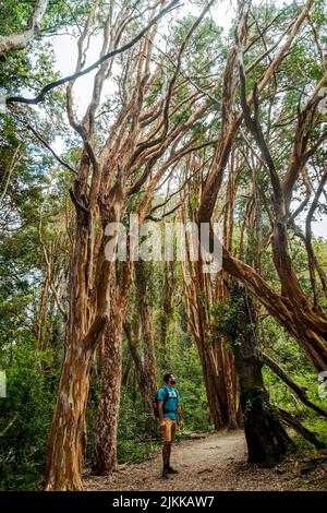 A vertical shot of a male hiker in a forest Stock Photo - Alamy