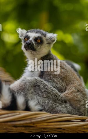 A closeup shot of a cute lemur on the sand Stock Photo - Alamy