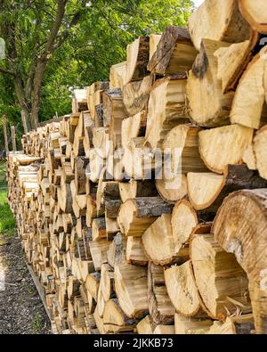 Vertical shot of cut lumber in a forest Stock Photo - Alamy