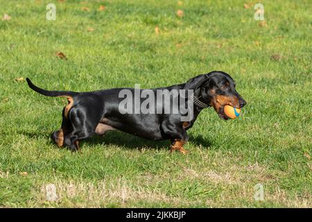 The dachshund running and jumping on the lawn Stock Photo - Alamy