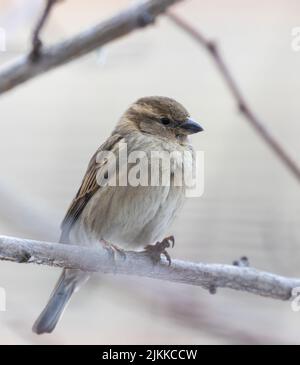 A closeup shot of a house sparrow (Passer domesticus Stock Photo - Alamy