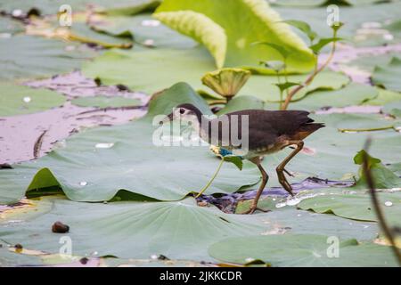 A closeup shot of a common moorhen bird ruffling its feathers Stock ...
