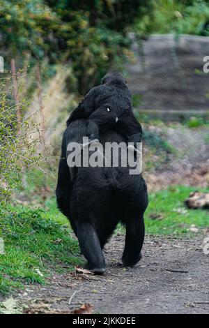 A vertical shot of a cute mother monkey with a baby Stock Photo - Alamy