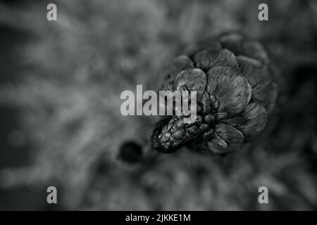 A closeup shot of a pine cone on a tree Stock Photo - Alamy