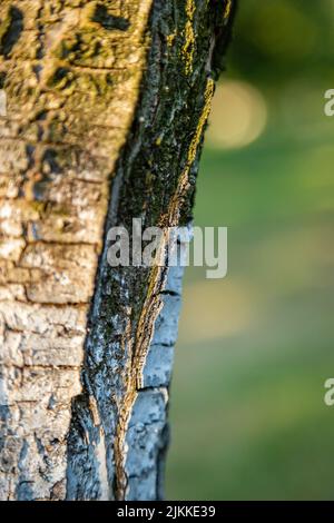 A vertical shot of a tree trunk covered in moss in a forest Stock Photo ...