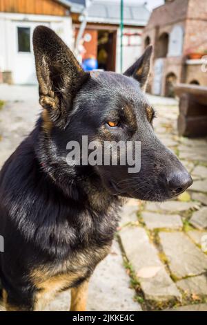 A vertical shot of a sitting German shepherd dog isolated on a white ...
