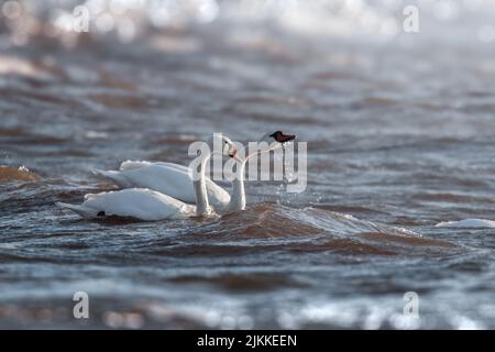 A closeup shot of two white swans swimming on a still lake water in ...