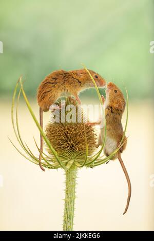 Two small brown harvest mice nibbling on food in a glazed enclosure ...