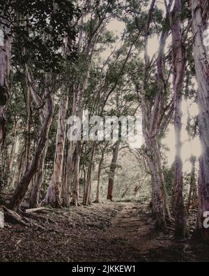 A vertical shot of a walking trail through lush green trees Stock Photo ...