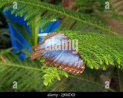 A closeup shot of a Blue Morpho butterfly with brown eyes on the wings ...