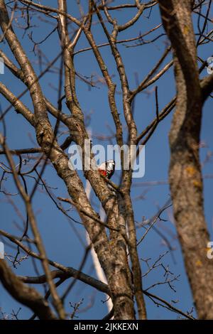 A vertical shot of a Great spotted woodpecker on a trunk of tree with ...