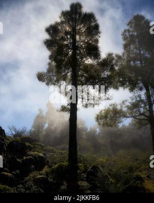 A vertical shot of tall pine trees forest on the hill in late spring ...