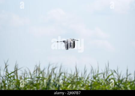 A beautiful shot of a gray heron flying over a pond Stock Photo - Alamy