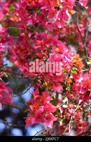 A closeup shot of Bougainvillea flowers in the garden. Doha, Qatar ...