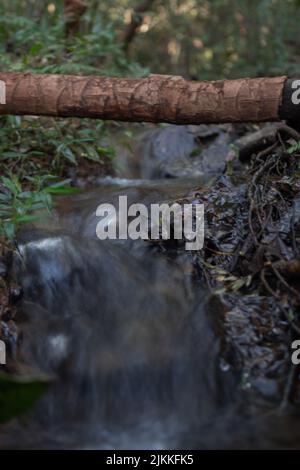 A vertical shot of cascade flowing through lush green vegetation in the ...