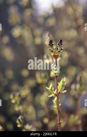Selective focus shot of flower buds on a branch Stock Photo - Alamy