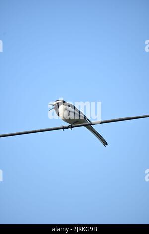 Closeup shot of a bird on a cable against a blue sky background Stock ...