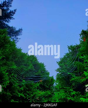 A closeup shot of the green plants and a spider web all over it Stock ...