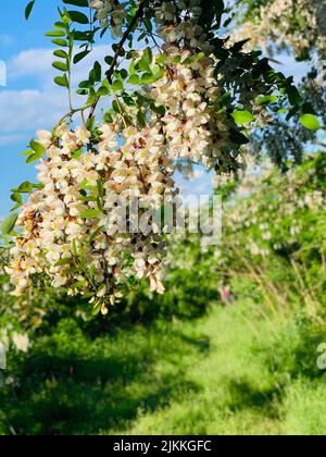 Locust in flower Stock Photo - Alamy