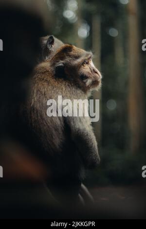 Selective focus shot of a macaque in a zoo Stock Photo - Alamy