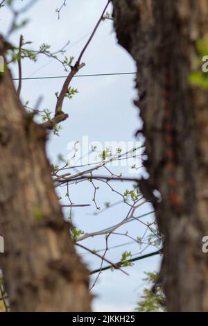 Vertical shot of tree trunks in the forest against a waterfall backdrop ...