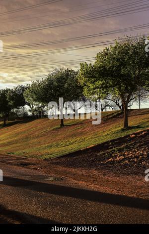 Scenic shot of the trees growing on the mountains Stock Photo - Alamy