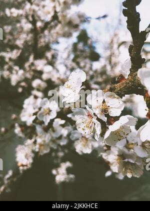 A closeup shot of a beautiful blossomed cherry tree was a beautiful ...