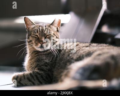 Closeup of a cute kitten in a room Stock Photo - Alamy
