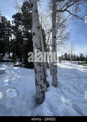 Vertical shot of the trees on a snow covered hill with the mountains in ...
