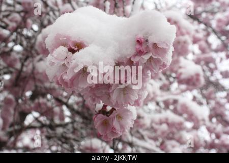 Pink cherry tree blossoms - Snow falls on spring flowers and cherry ...