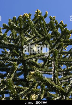 A low angle shot of spruce branches against a background of the blue ...