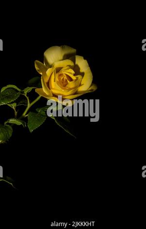 Beautiful yellow rose petals on color background Stock Photo - Alamy