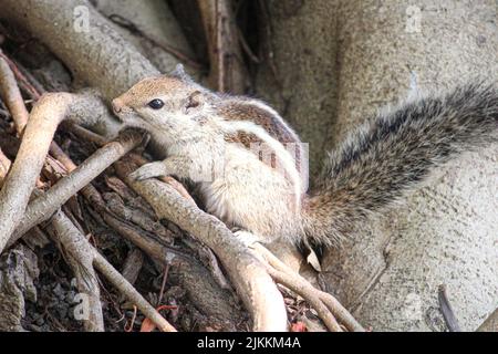 A Closeup of a furry squirrel on broken tree branches under the sun ...