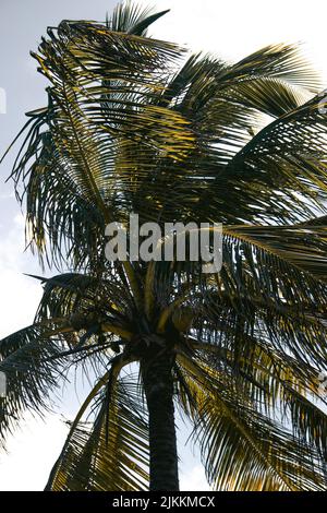 A low angle shot of Coconut tree on blur sky background Stock Photo - Alamy