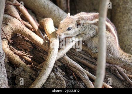 A Closeup of a furry squirrel on broken tree branches under the sun ...