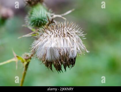 Thistle dry flower isolated with blurred background. With copy space ...